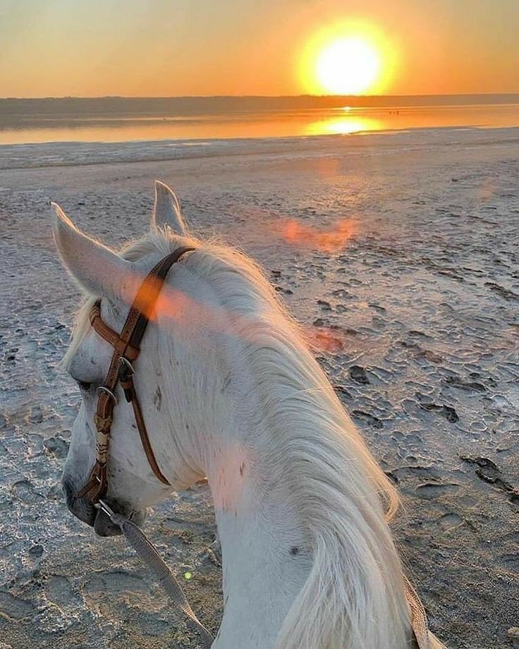 Cherita No. 6 – VIXEN of VERSE